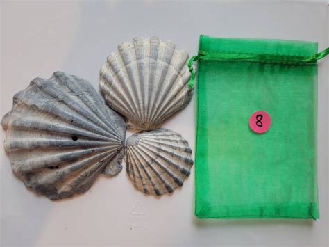 Fossilized Scallop Pack Three Shells T Packs Fossil Lover T