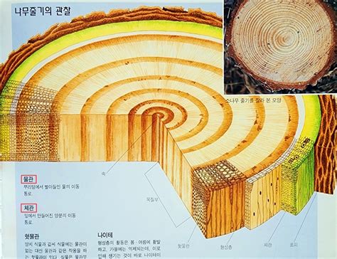 나무의 생명을 주관하는 물관과 체관이 바깥 부분에 있다 오마이포토