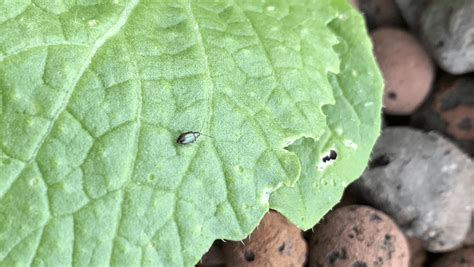 Need Another Pathogen Assessment R Hydroponics