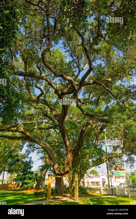 A Southern Live Oak Tree Quercus Virginiana Is Supported By A Wooden