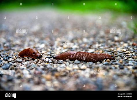 Two Spanish Slugs Arion Vulgaris Close Up Encounter Forest Path