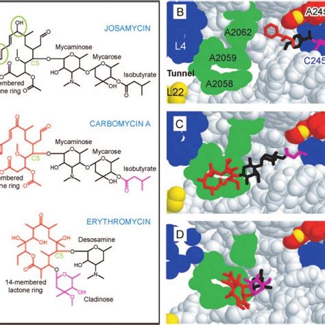 Pdf Kinetics Of Macrolide Action The Josamycin And Erythromycin Cases