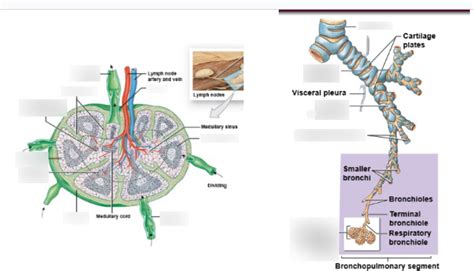 Lymph Node Diagram Quizlet