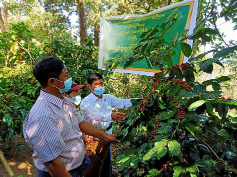 လိပ်သိုမြို့တွင် ကော်ဖီအသီးခူးဆွတ်ခြင်း နည်းပညာပေး ကွင်းသရုပ်ပြပွဲ ပ