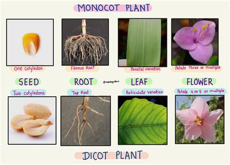 Lets Compare Monocot And Dicot Plants My Biology Notes Facebook