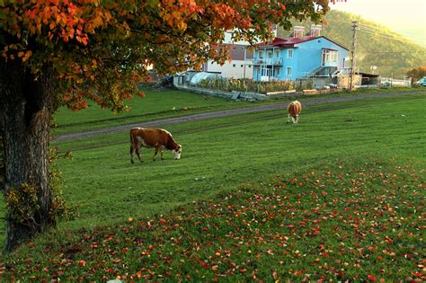 Field Cows Countryside Free Photo On Pixabay Pixabay