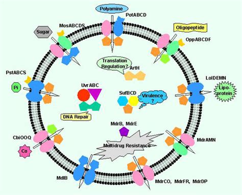 Atp Binding Cassette Proteins Usda Ars