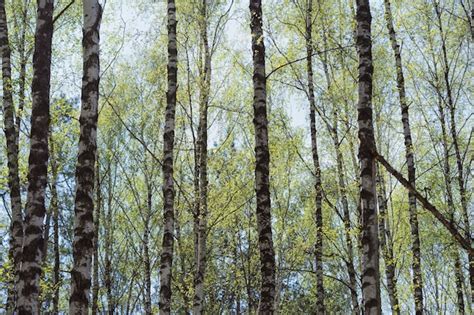 Premium Photo Birch Grove