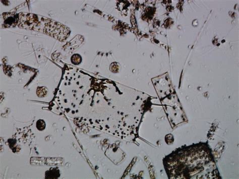 PHYTOPLANKTON ANALYSIS A A Scientific Resources Sdn Bhd