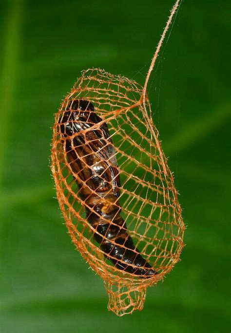 Best 13 Polyphemus Cocoon Antheraea Polyphemus Artofit