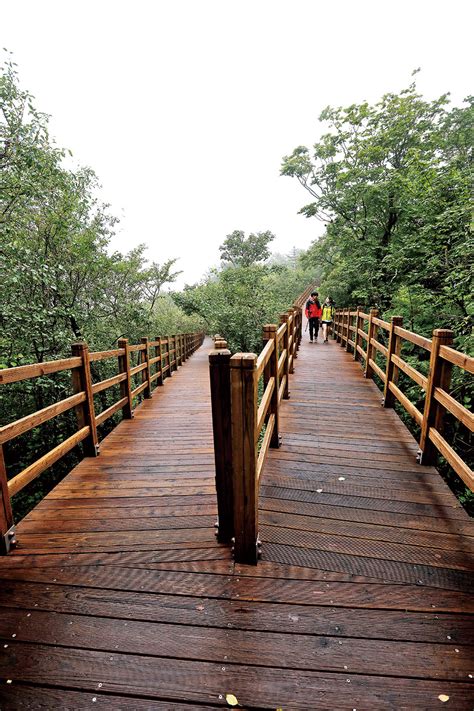 발왕산 모나파크 여덟 왕이 다스리는 주목 왕국에 주목하라 발왕산 모나파크 여덟 왕이 다스리는 주목 왕국에 주목하라