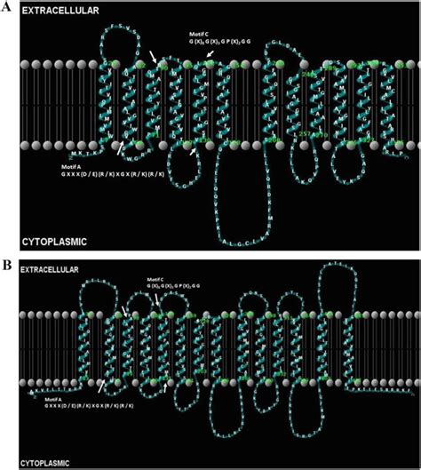 Highly Conserved Sequence Motifs A And C In TMS And TMS MFS Download Scientific Diagram