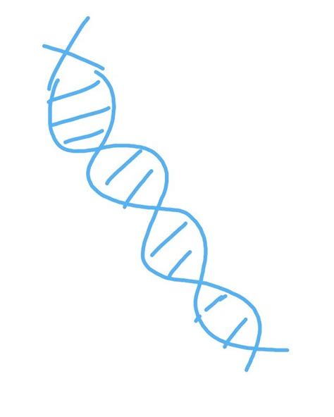 Dna Structure Sketch At Explore Collection Of Dna