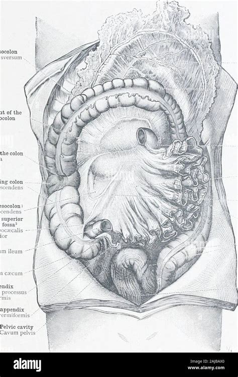 Sigmoid Mesocolon