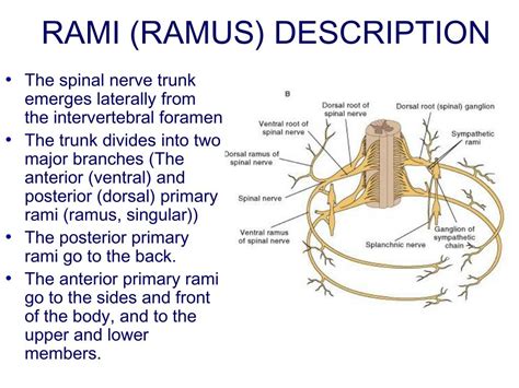Ramus Educational