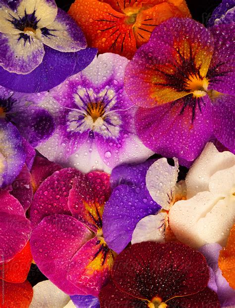 Edible Pansies By Stocksy Contributor Ryan Matthew Smith Stocksy