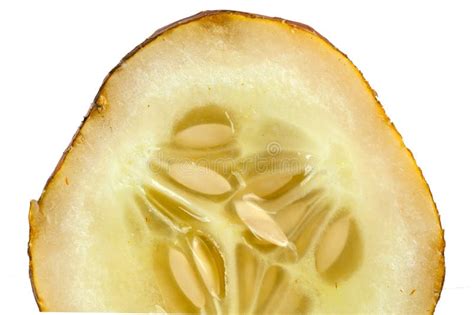 Overripe Cucumber For Seed Isolated On White Background Stock Image