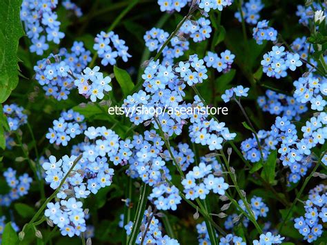 100 Maritima Wonderland Alyssum Blue Lobularia Flower Seeds Etsy
