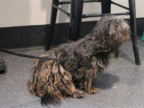 Cost Of Living Crisis Causes Spike In Animal Cruelty Reports Rspca