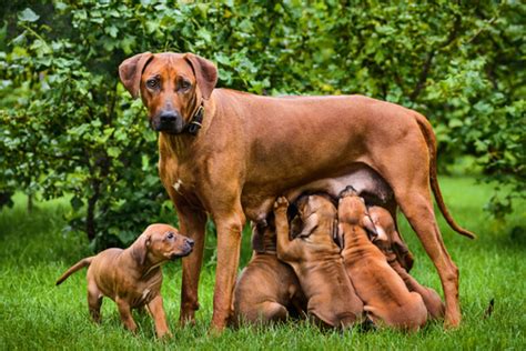 Mi Perrita No Está Embarazada Y Tiene Secreción De Leche Mis Animales