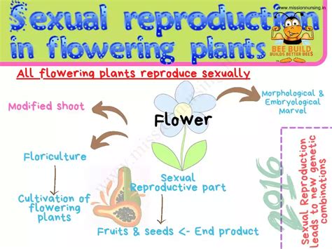 Reproduction In Plants Angiosperm Mission Nursing