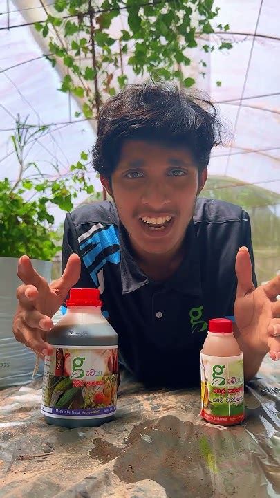 වගාවට පොඩි සත්තු එනවද Youtube