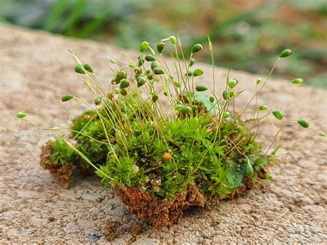도시에서 이끼 찾아보기 1 화단 네이버 블로그