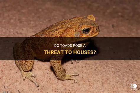 Do Toads Pose A Threat To Houses Petshun