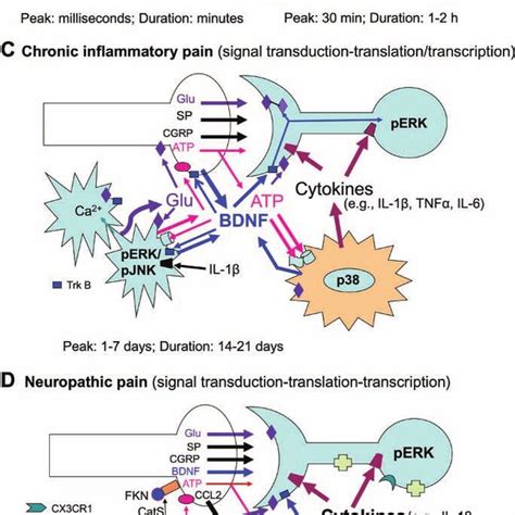 Diagram Showing Primary Sensory Neuron Satellite Glial Cell Download Scientific Diagram