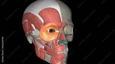 The Orbicularis Oculi Muscle Closes The Eyelids And Assists In Pumping