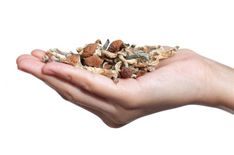 An Overview Of Different Psilocybin Strains And Effects The Bluntness