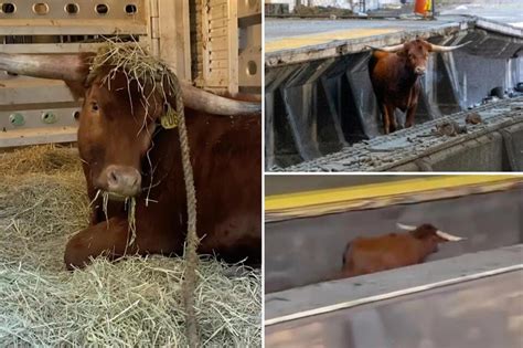 Ricardo the bull wakes up at animal sanctuary after escaping slaughterhouse in mad dash on NJ ...
