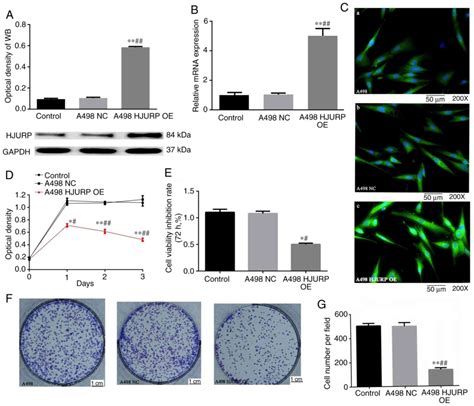 Holliday Junctionrecognition Protein Modulates Apoptosis Cell Cycle