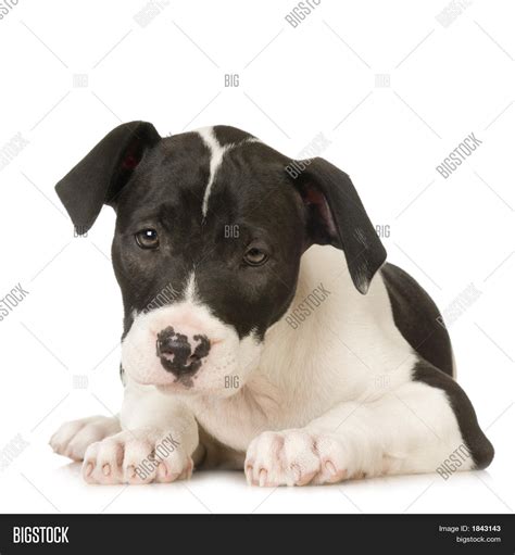 American Bullweiler White