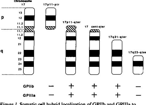 Figure 1 From Chromosomal Localization Of The Genes For The Vitronectin And Fibronectin