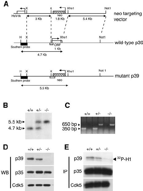 generation of the p39 mutant mice a targeted deletion of the