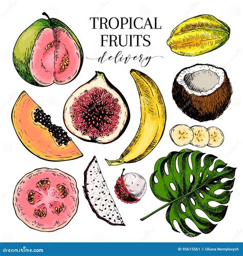 Vector Hand Drawn Exotic Fruits Engraved Smoothie Bowl Ingredients