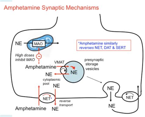 Adrenoceptor Agonists And Sympathomimetic Drugs Part Ii Flashcards