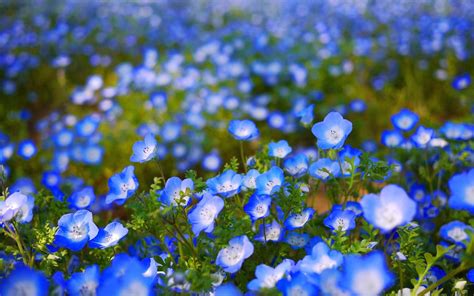 Blue Flower Field Wallpapers 4k Hd Backgrounds On Wallpaperbat