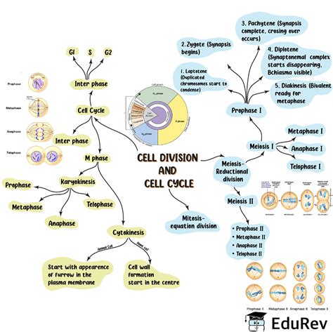 Cell Cycle Map