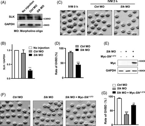 Depletion Of Ste20‐like Kinase Slk Results In Delayed Meiotic
