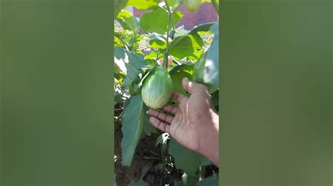 ভাইরাল শর্ট ভিডিও ছাদের উপর বেগুন ক্ষেত বাম্পার ফলন Youtube