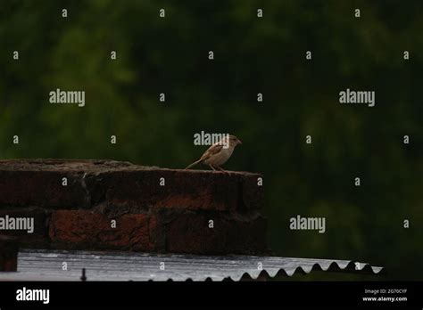 Cute Sparrow Standing On The Bricks Of A Roof With Lush Green Trees In