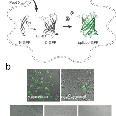 Pdf Chemical Modification Of Proteins By Insertion Of Synthetic Peptides Using Tandem Protein
