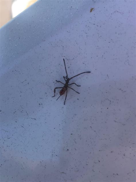 Lil Guy R Whatsthisbug