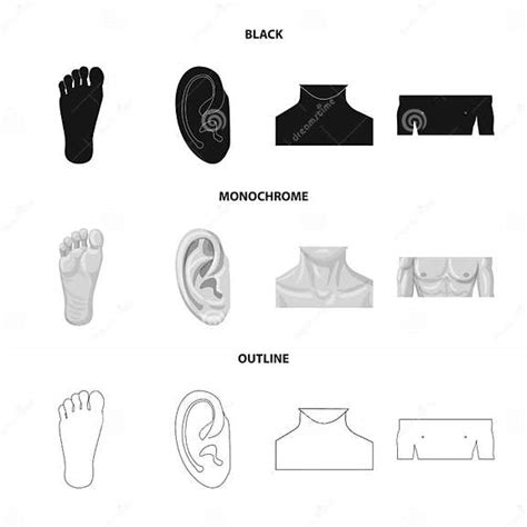 Vector Illustration Of Human And Part Symbol Collection Of Human And