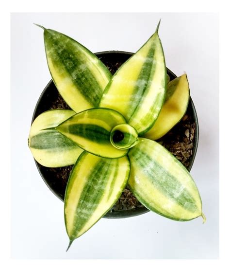 Kit Mudas De Mini Espada De São Jorge Verde E Variegata Parcelamento sem juros