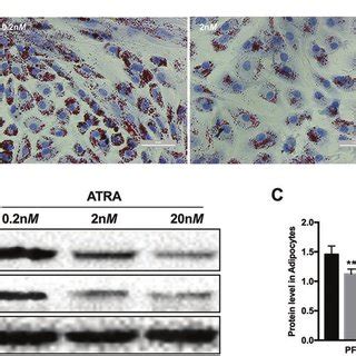Effects Of All Trans Retinoic Acid ATRA On Differentiation Of Bovine