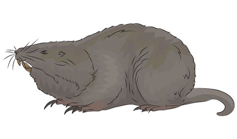 Gopher Free Vector Clipart Images On Creazilla