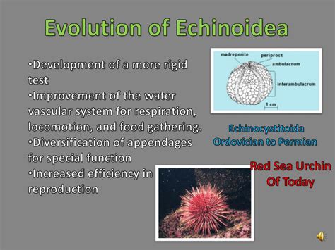 Ppt Echinoidea Powerpoint Presentation Free Download Id 2010767
